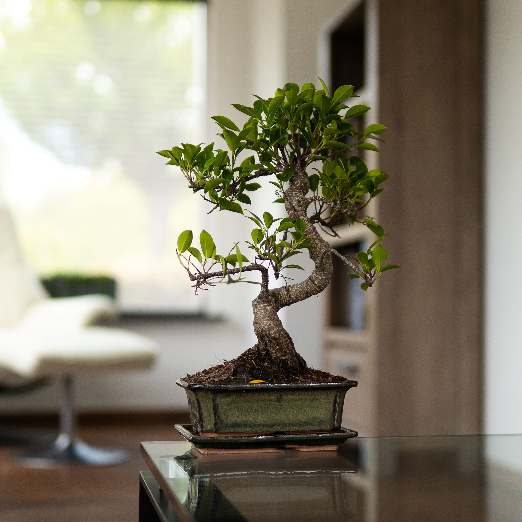 Bonsai tree | Ficus Jubara – bonsaiwonder®